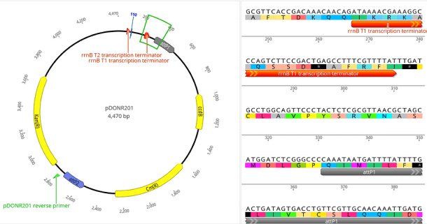 Geneious | Bioinformatics Software for Sequence Data Analysis