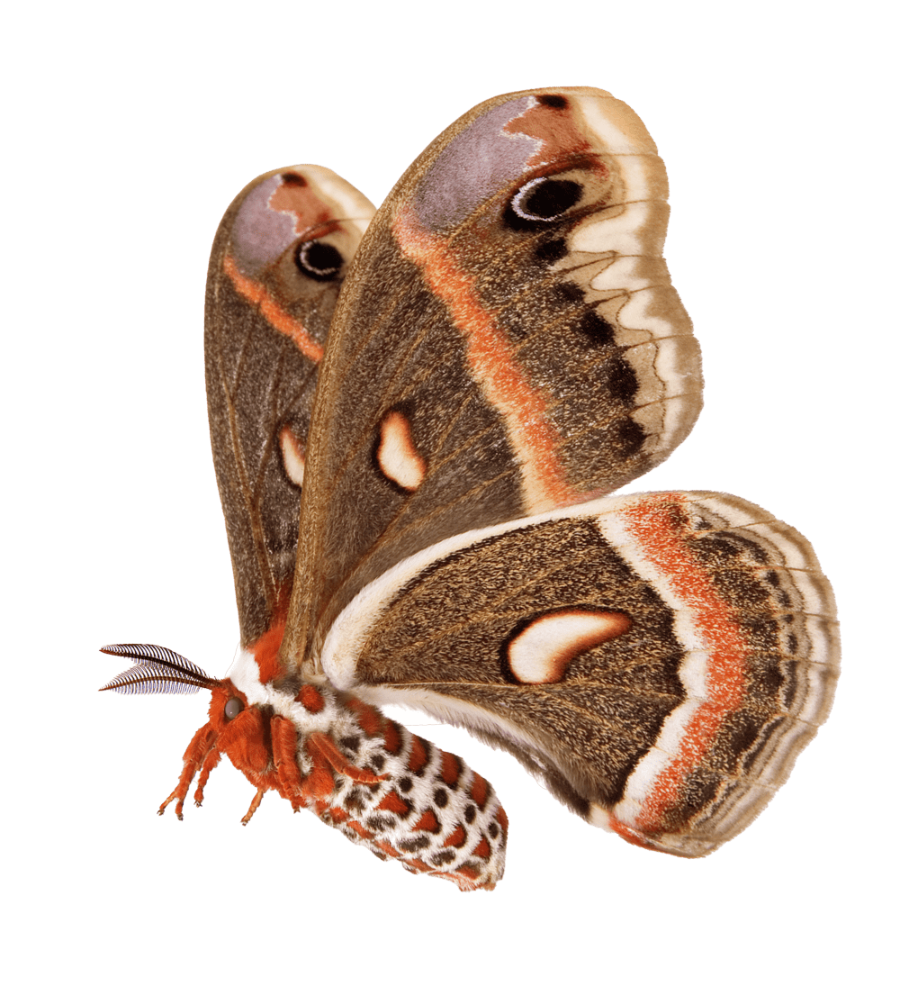 Geneious | Bioinformatics Software for Sequence Data Analysis